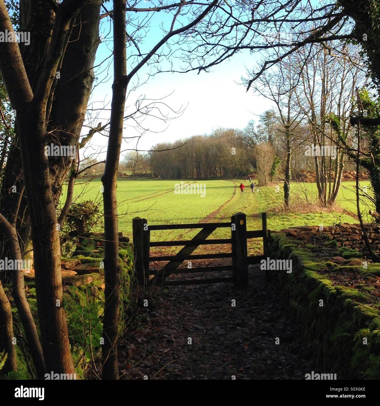 Woodland gate leading to countryside path with walkers Stock Photo - Alamy