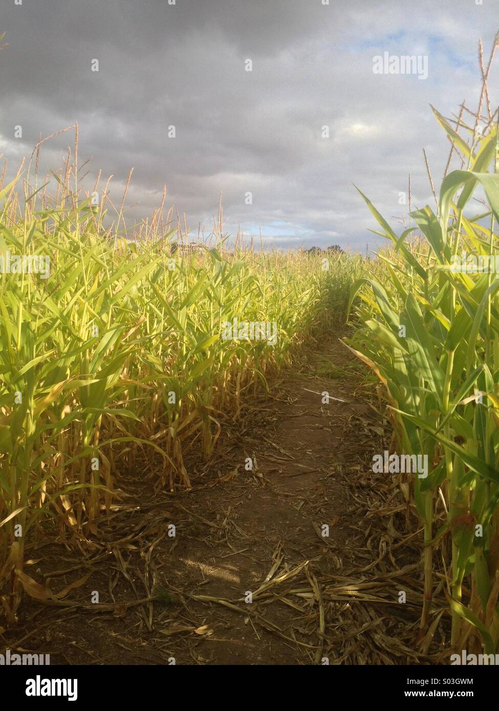 A field of corn at dawn Stock Photo - Alamy