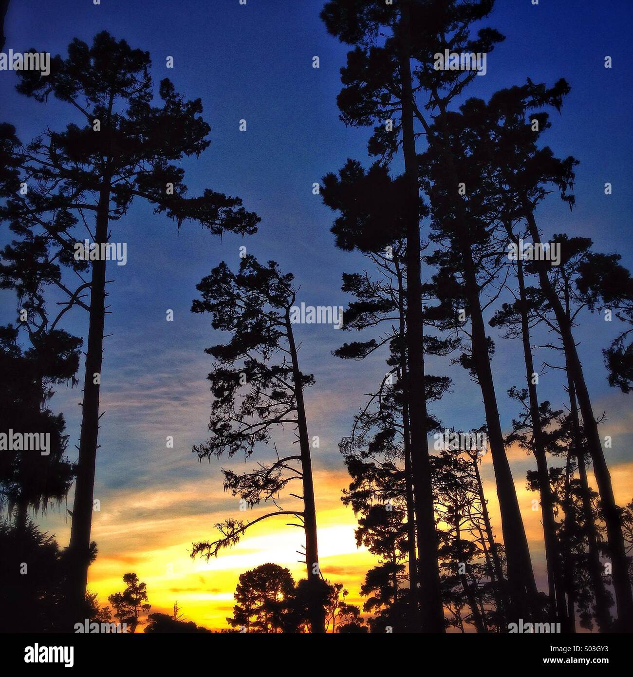 California native trees hi-res stock photography and images - Alamy