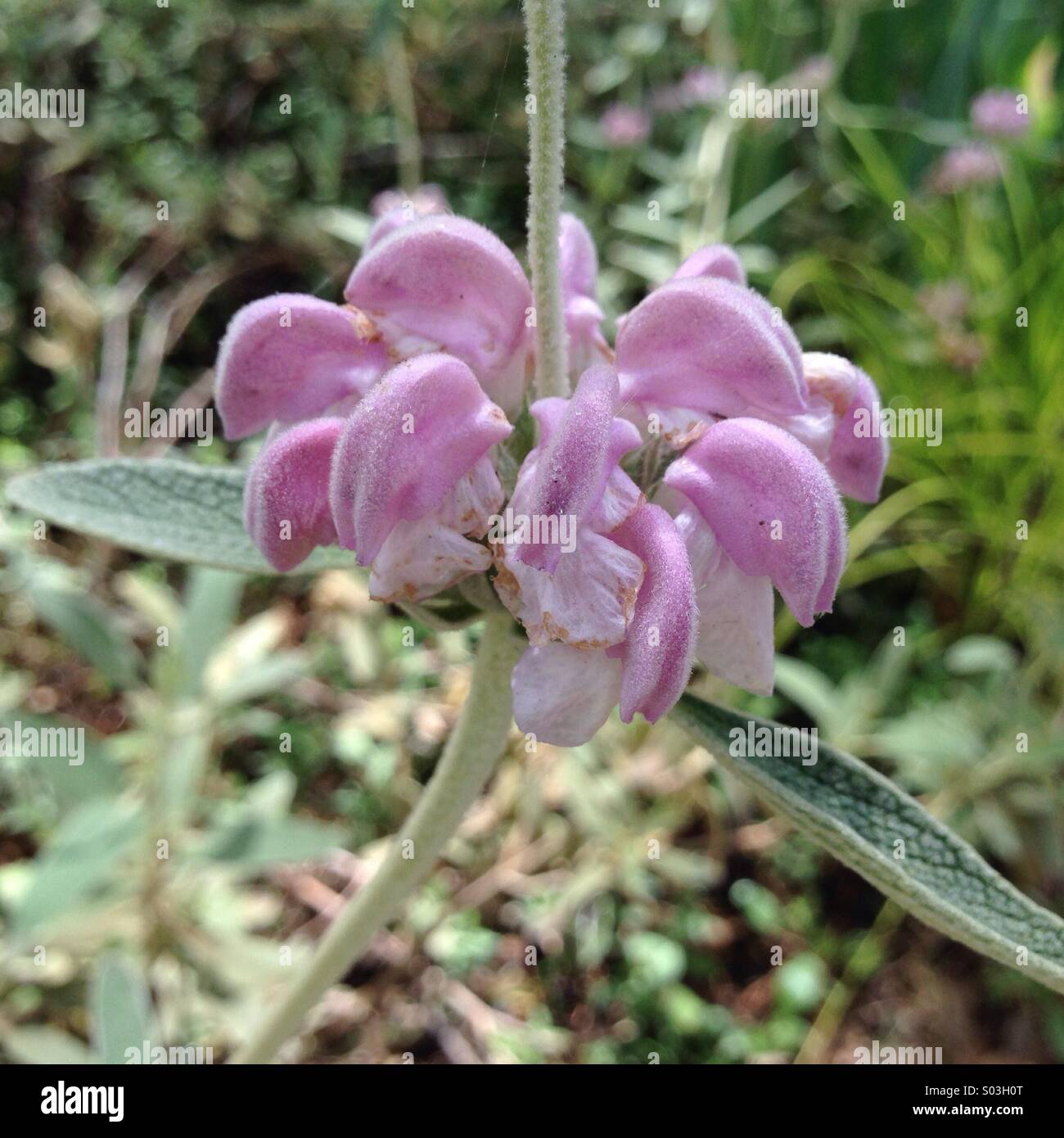 Fuzzy flower hi-res stock photography and images - Alamy