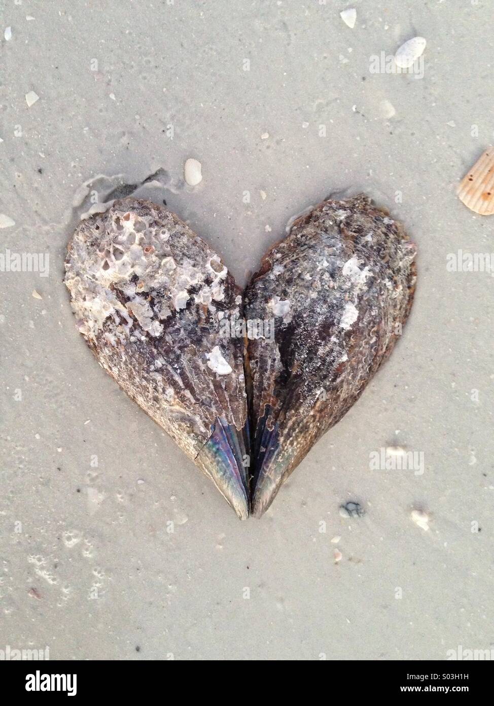 Heart shell hi-res stock photography and images - Alamy