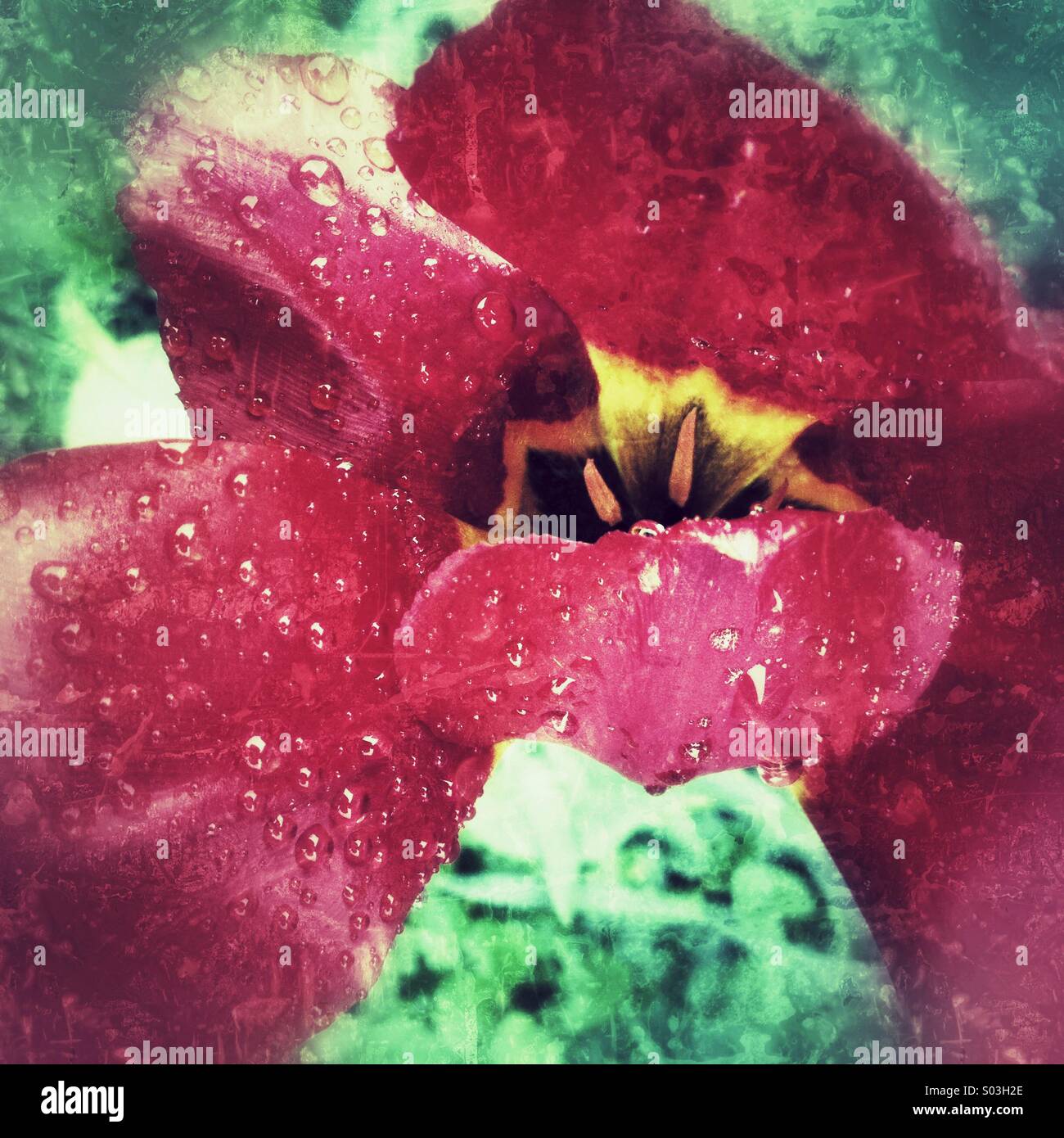 Raindrop on red flower hi-res stock photography and images - Alamy