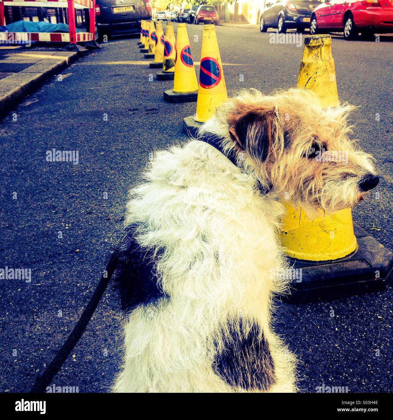 Dog sitting beside a line of traffic cones in urban street Stock Photo ...