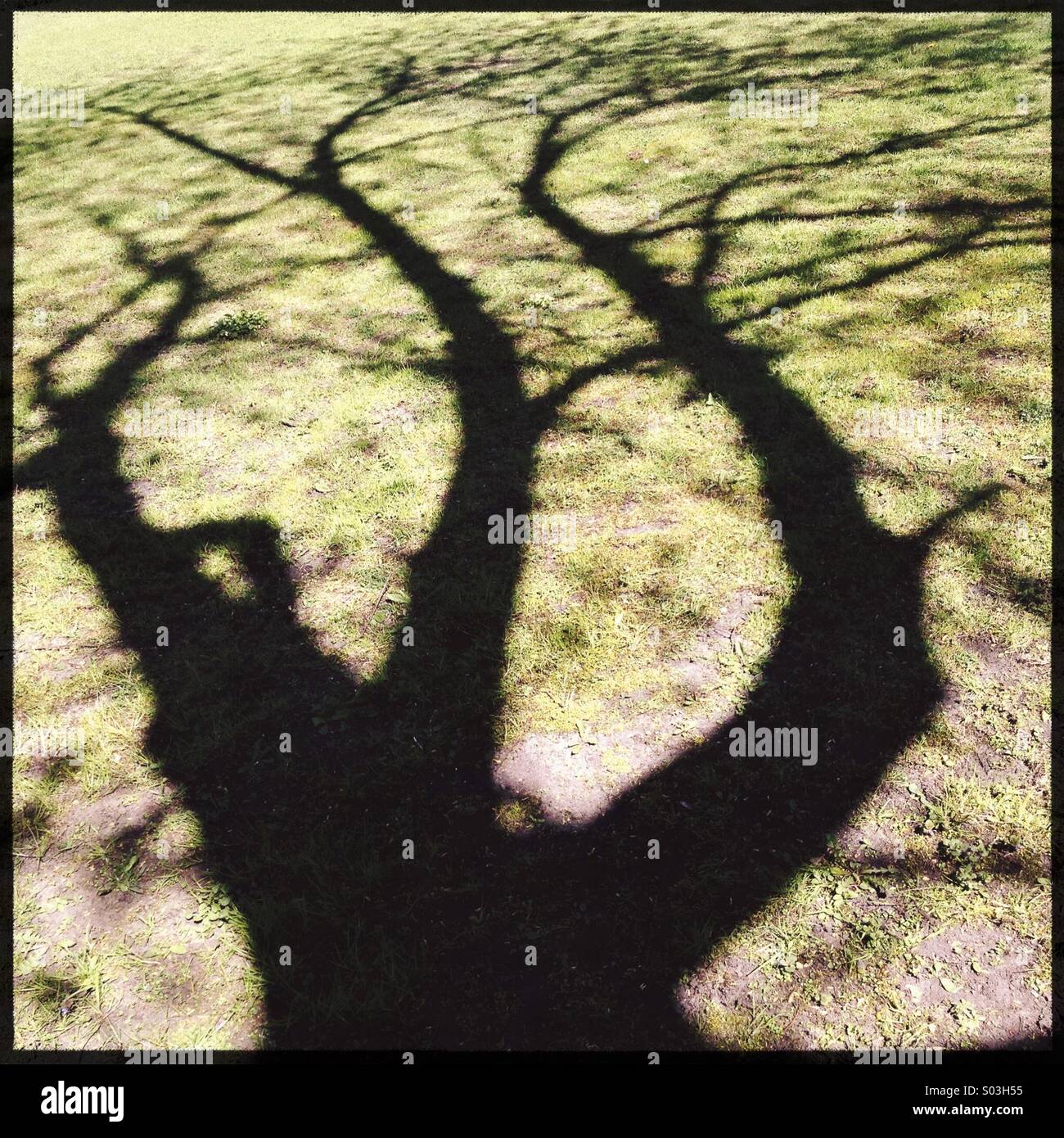 Shade tree hi-res stock photography and images - Alamy