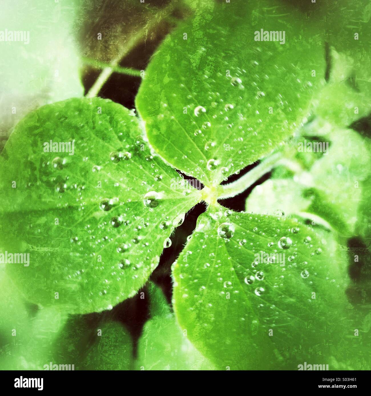 Clover drop water hi-res stock photography and images - Alamy