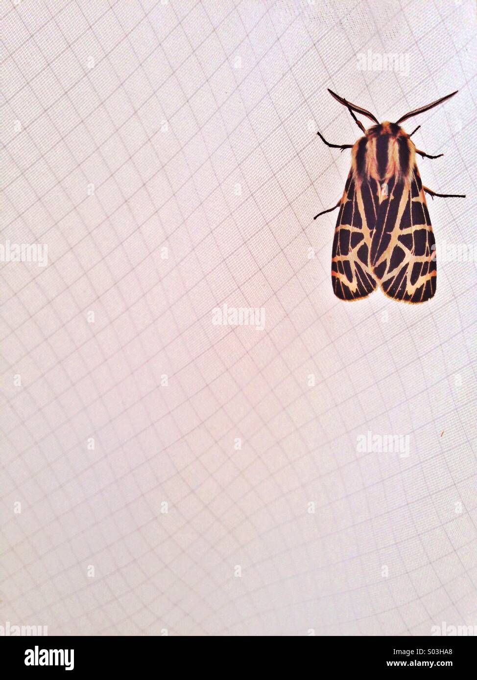 Striped moth on graph line fabric Stock Photo - Alamy