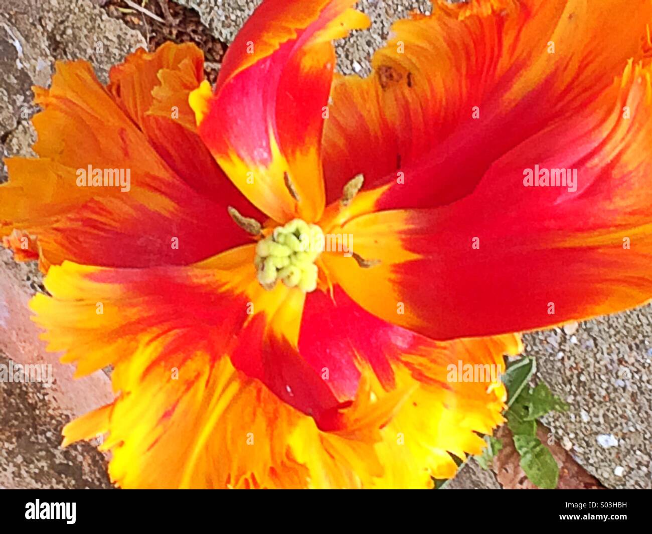Parrot tulip red yellow hi-res stock photography and images - Alamy