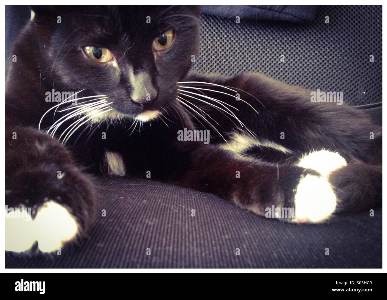 Handsome black cat hi-res stock photography and images - Alamy