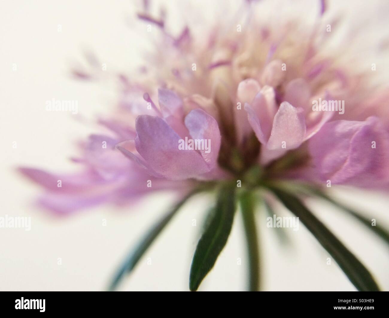 Pink pincushion flower hi-res stock photography and images - Alamy