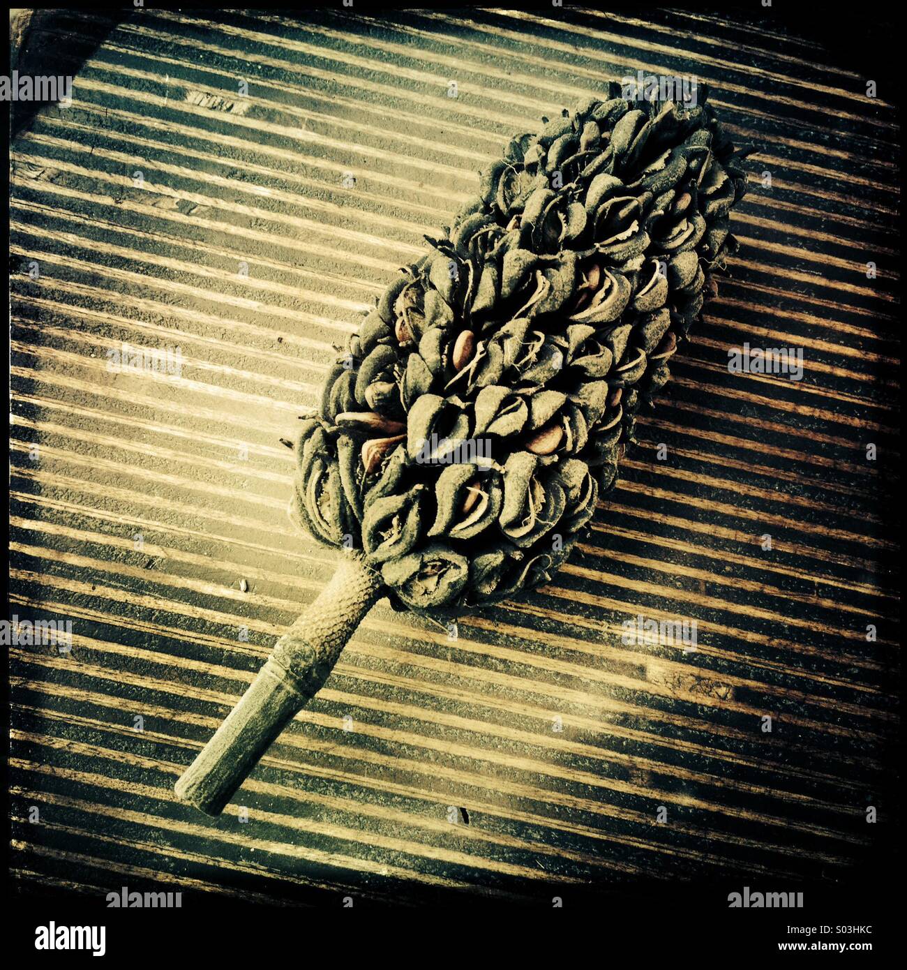 Dried Magnolia flower Stock Photo - Alamy