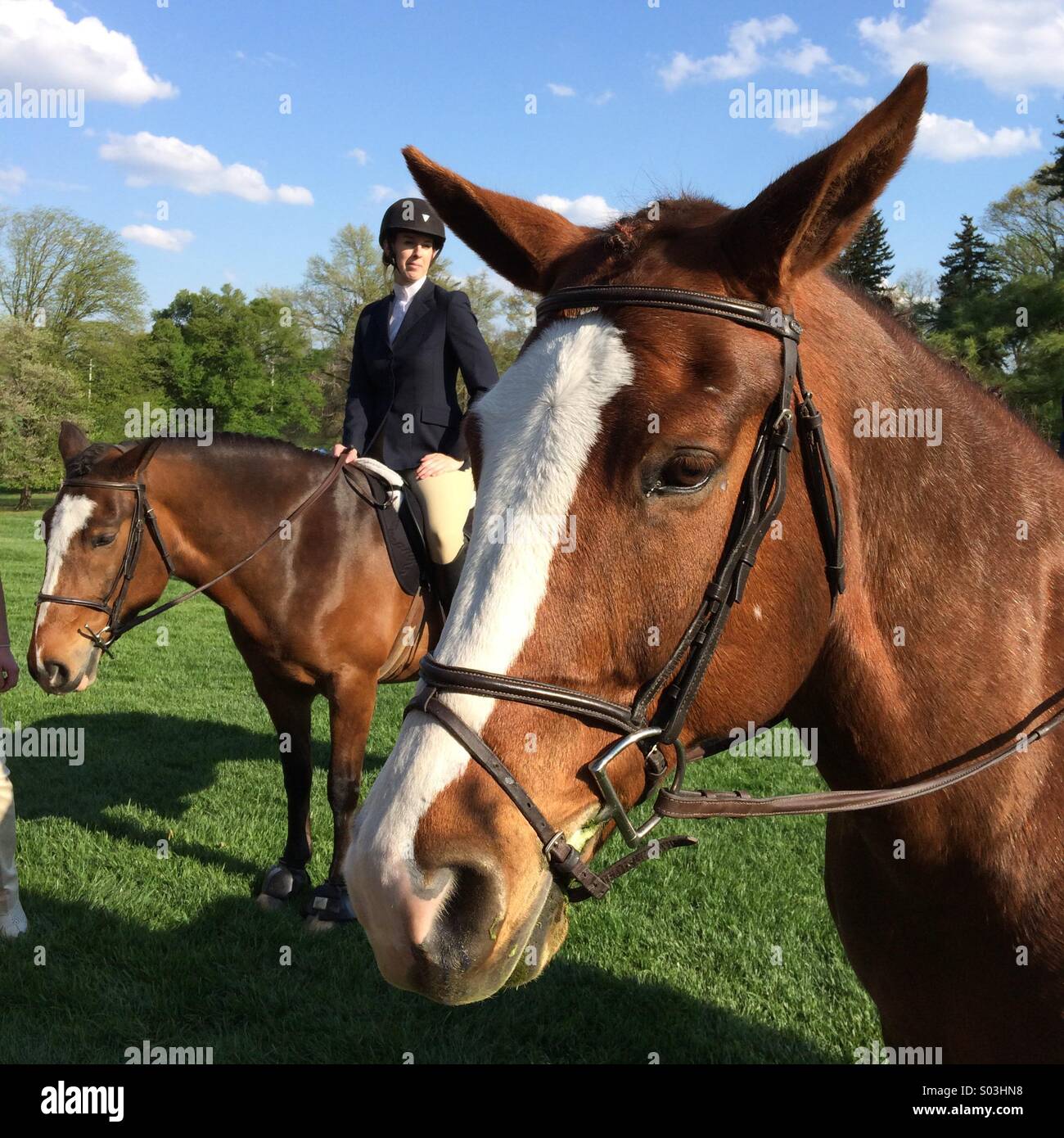 Horses and rider Stock Photo - Alamy