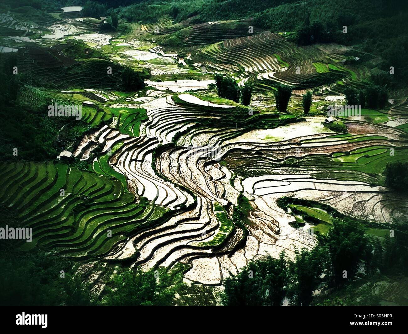 Rice plantation in the mountains of the Sapa region. Vietnam Stock ...