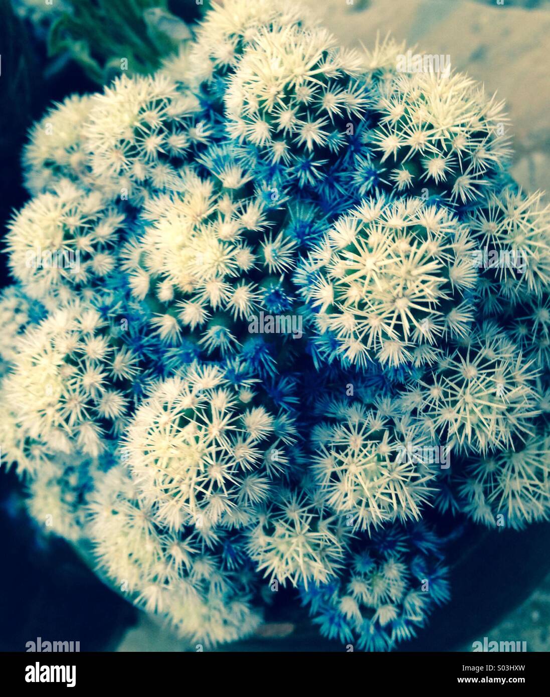 Round blue cactus Stock Photo - Alamy