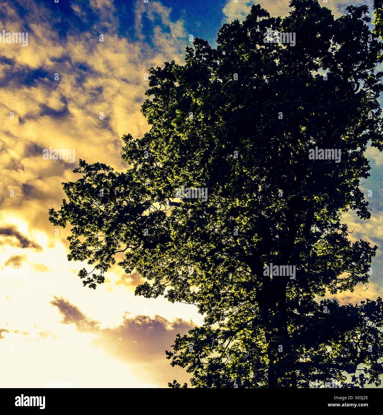 Oak tree and cloudy sky hi-res stock photography and images - Alamy