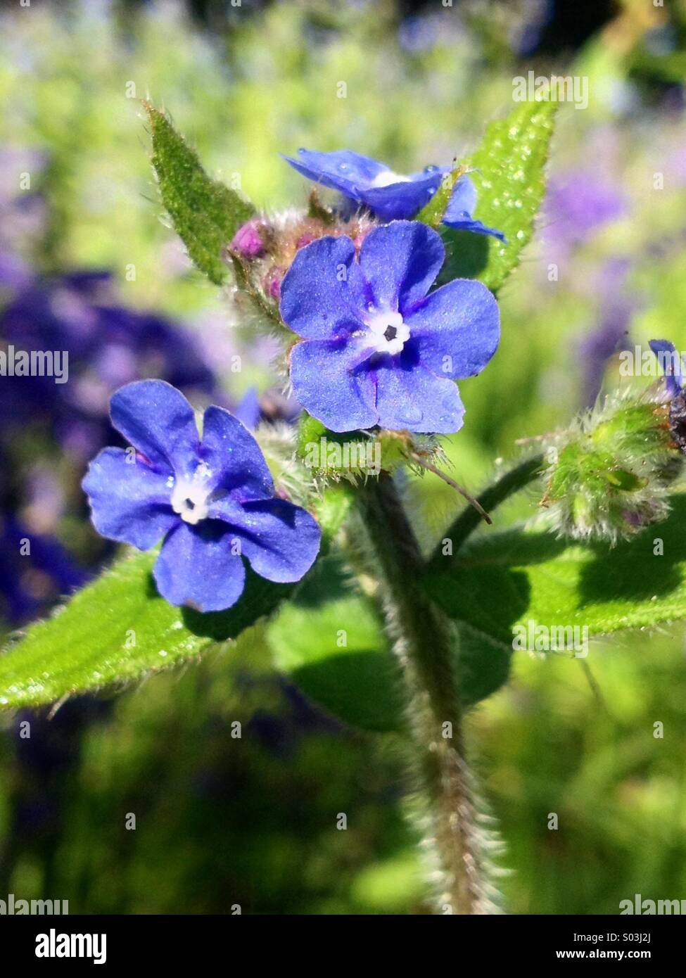 Beautiful little blue flowers Stock Photo - Alamy