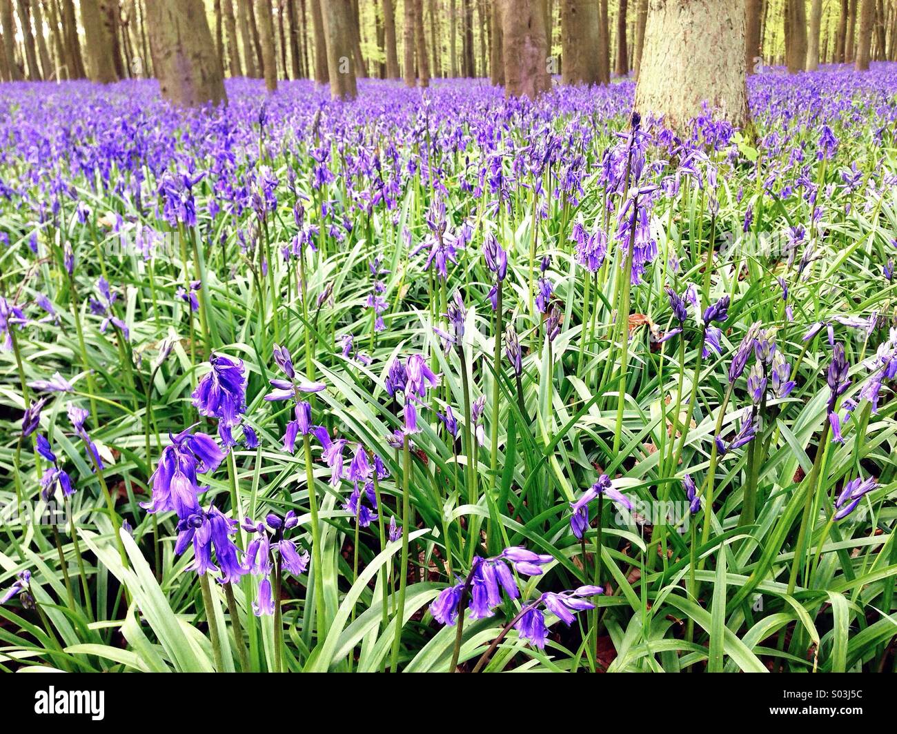 Bluebells wood spring hi-res stock photography and images - Alamy