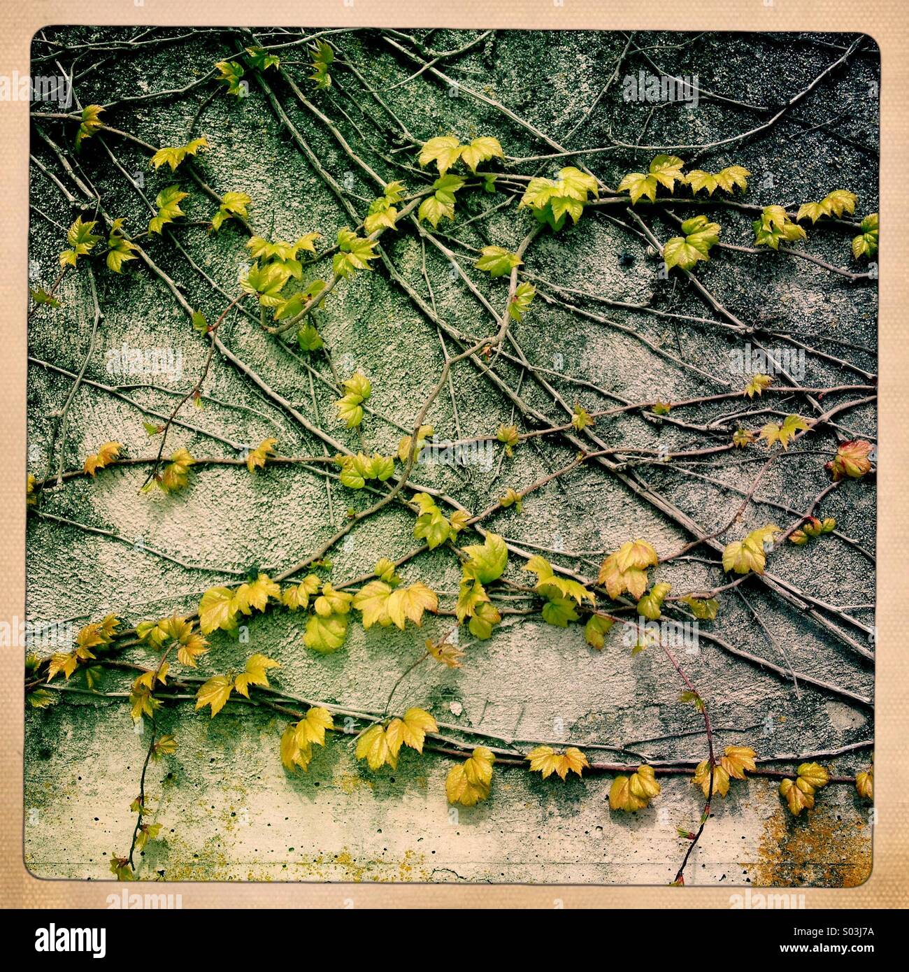 Ivy on a wall Stock Photo - Alamy