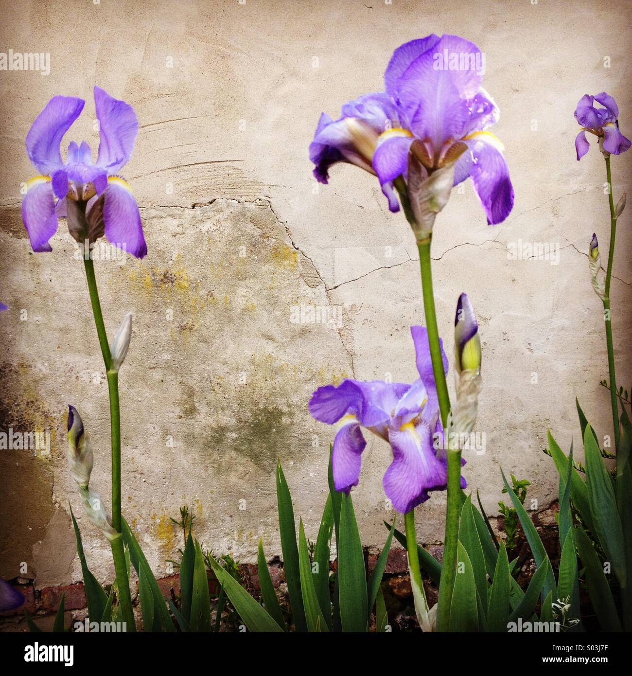The iris may hi-res stock photography and images - Alamy