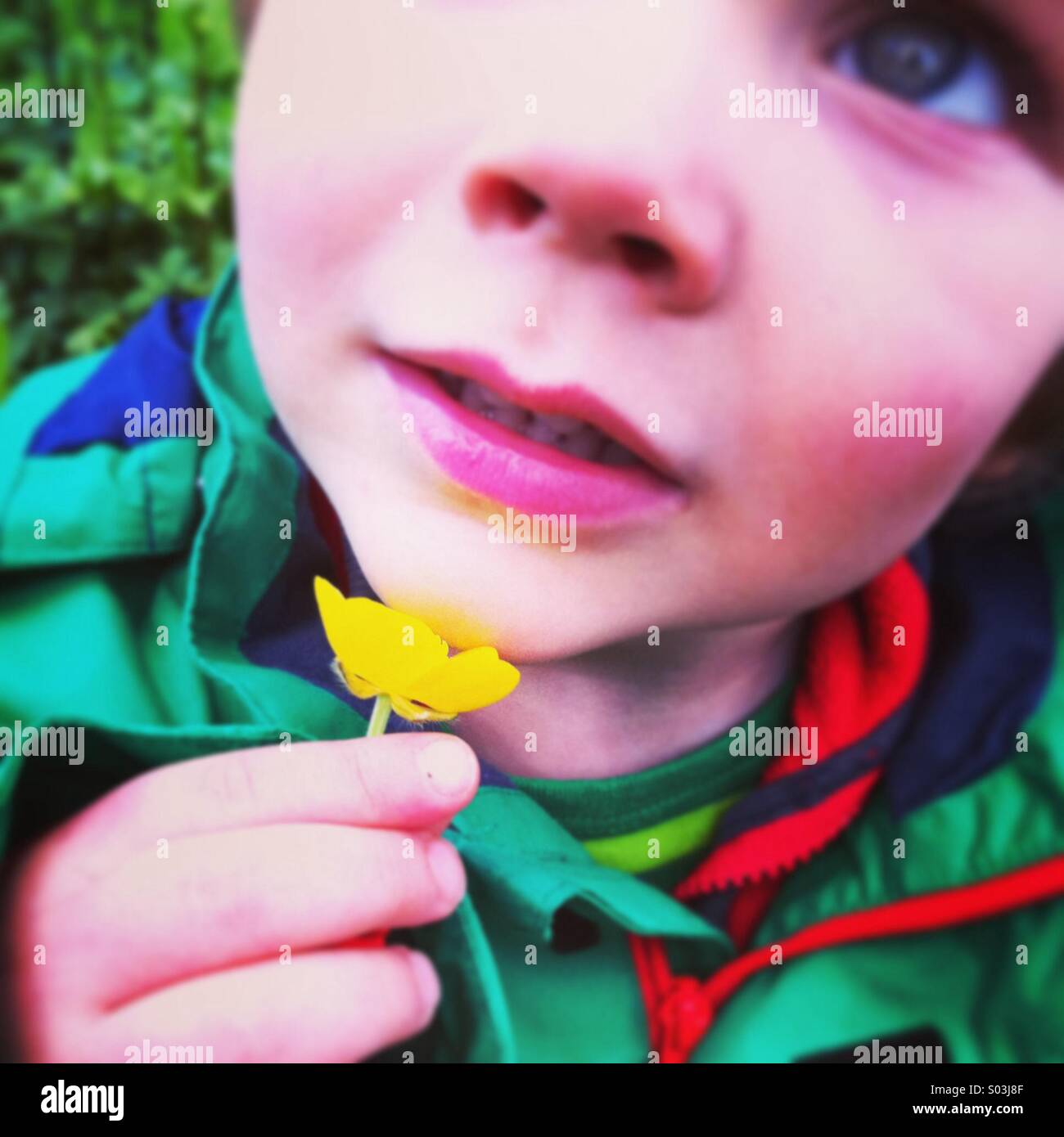 Buttercup like hi-res stock photography and images - Alamy