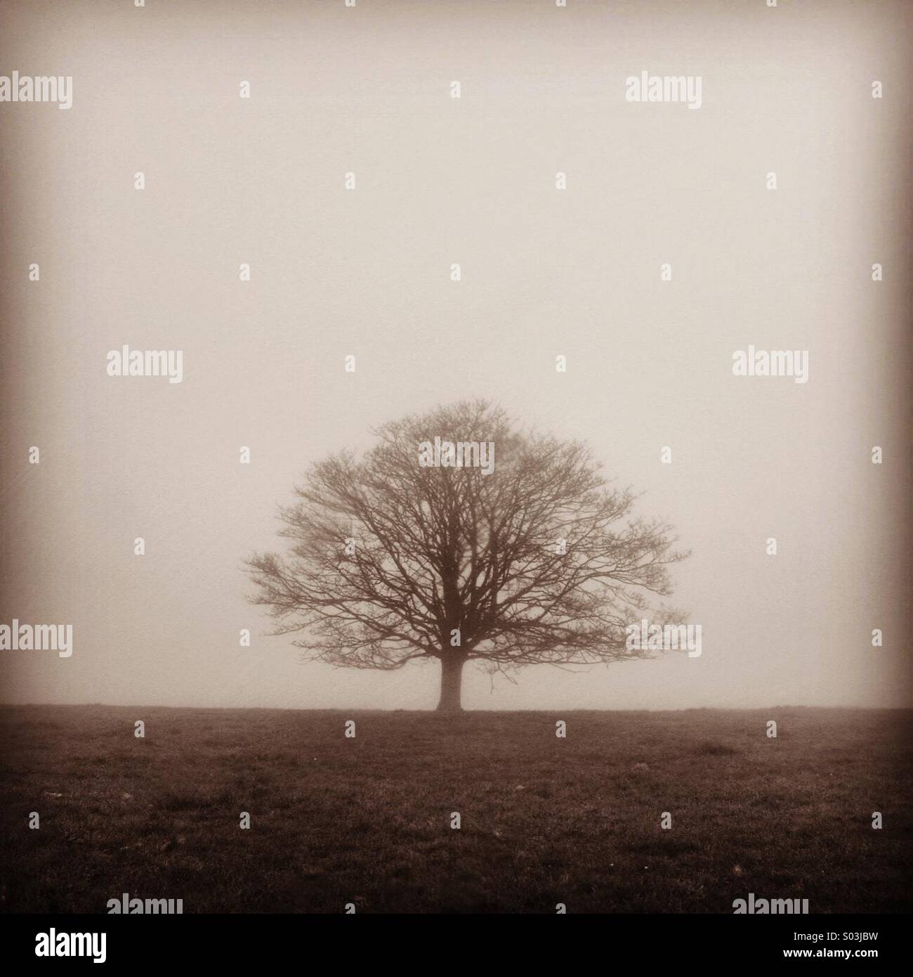 One lonely tree in a field Stock Photo - Alamy