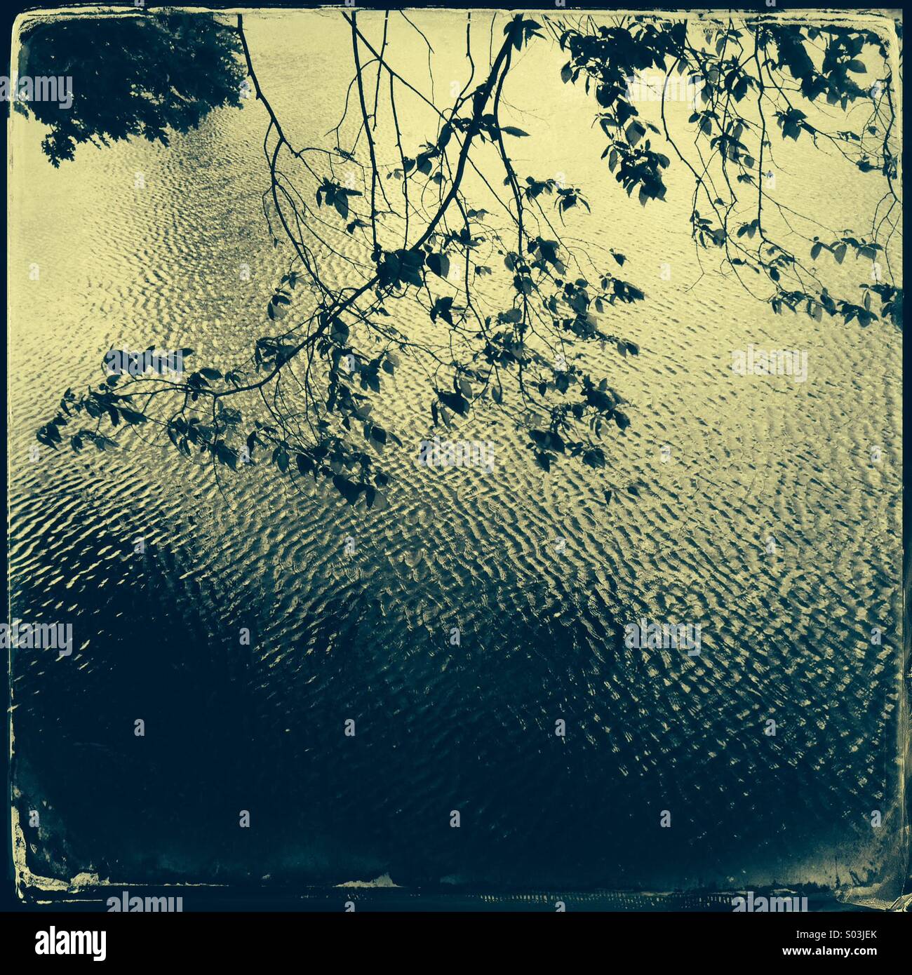 Tree branches blowing wind hi-res stock photography and images - Alamy