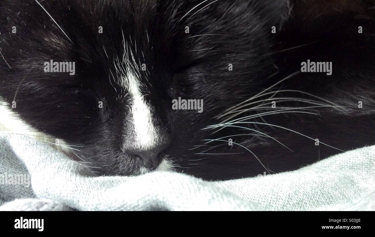 Quiet cat hi-res stock photography and images - Alamy