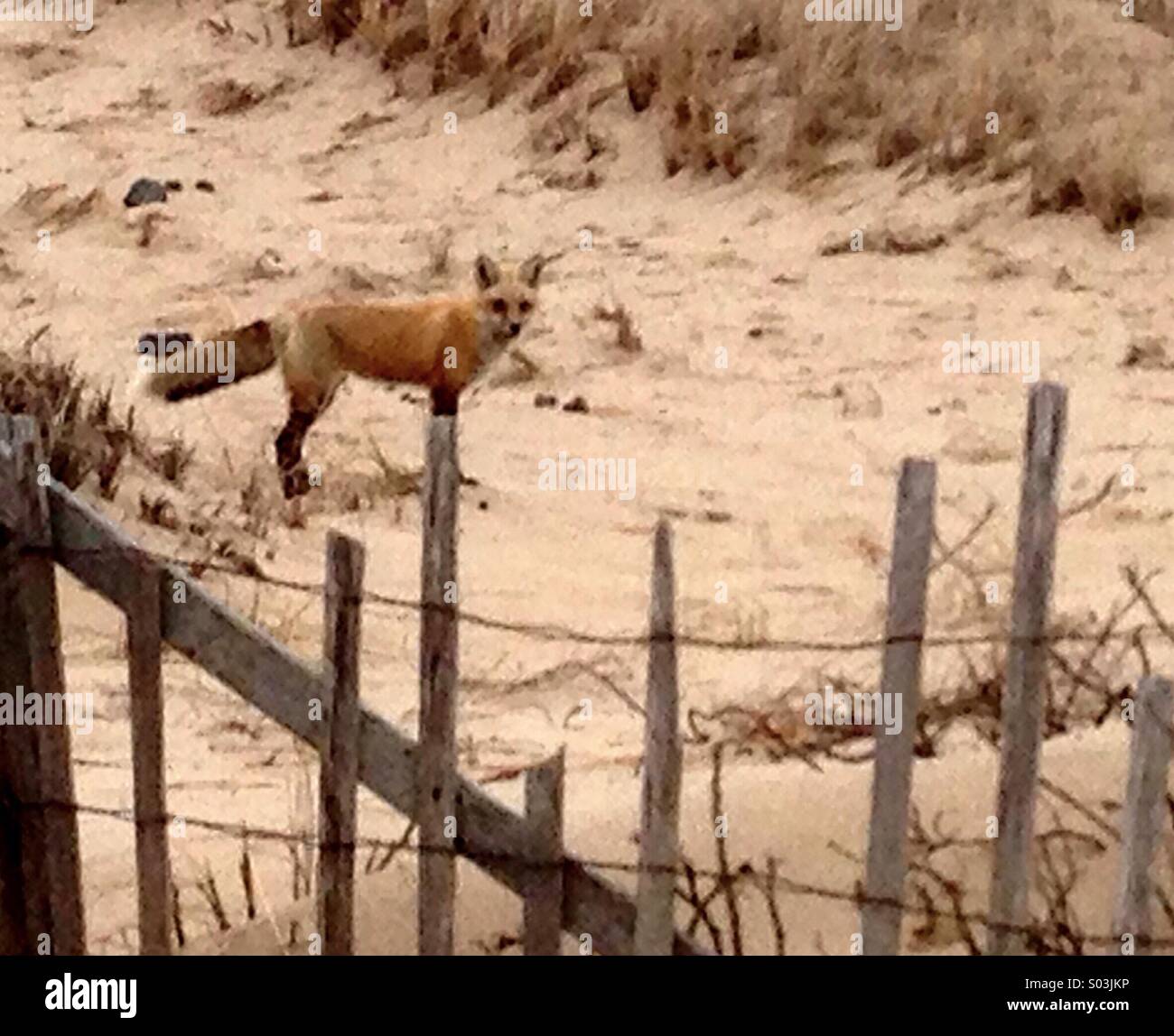 Fox beach hi-res stock photography and images - Alamy