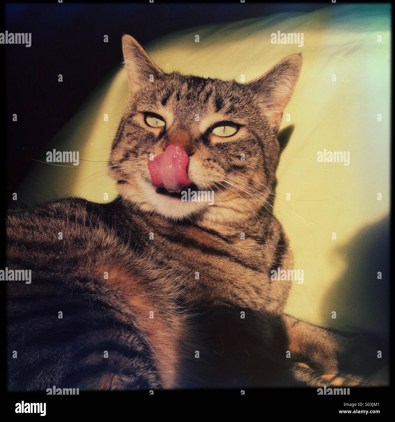 Cat sticking out tongue hi-res stock photography and images - Alamy