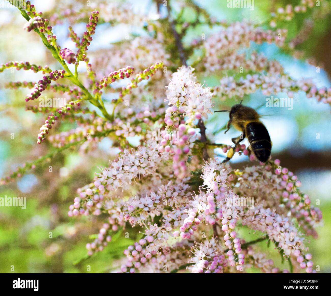 Working bee hi-res stock photography and images - Alamy