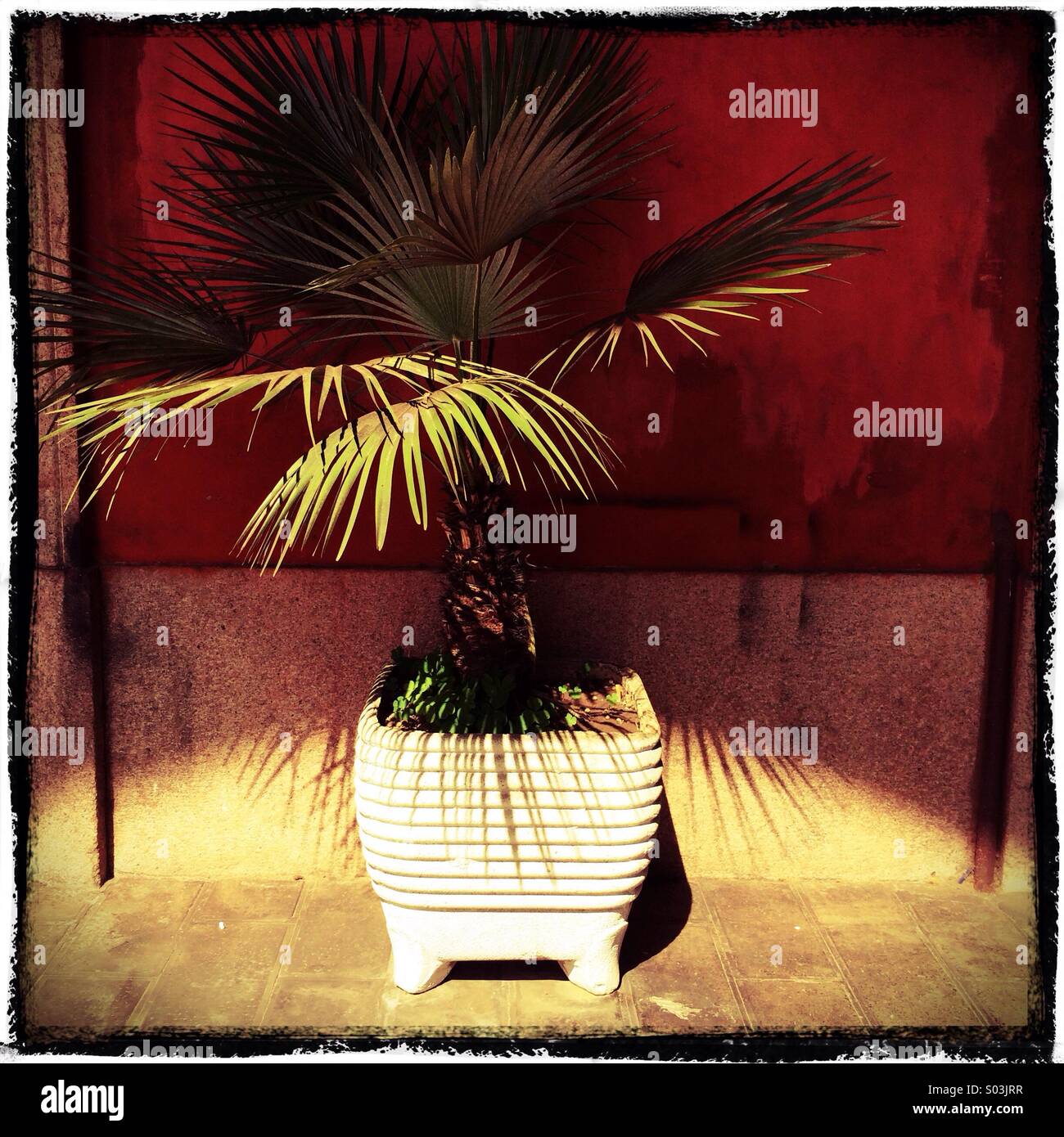 Potted palm tree hi-res stock photography and images - Alamy