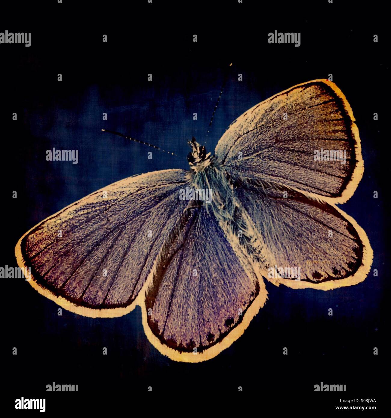 Adonis Blue (Polyommatus bellargus) Close-up Stock Photo - Alamy