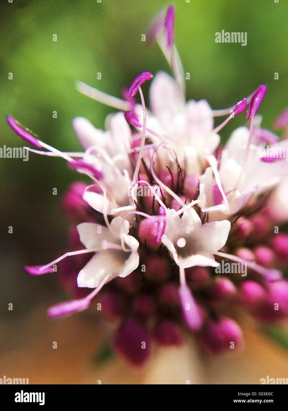 Pink white pincushion flower hi-res stock photography and images - Alamy