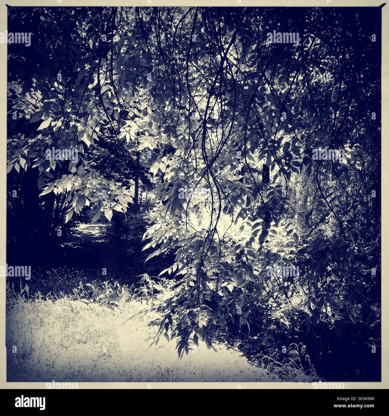 Branches in backlight hi-res stock photography and images - Alamy