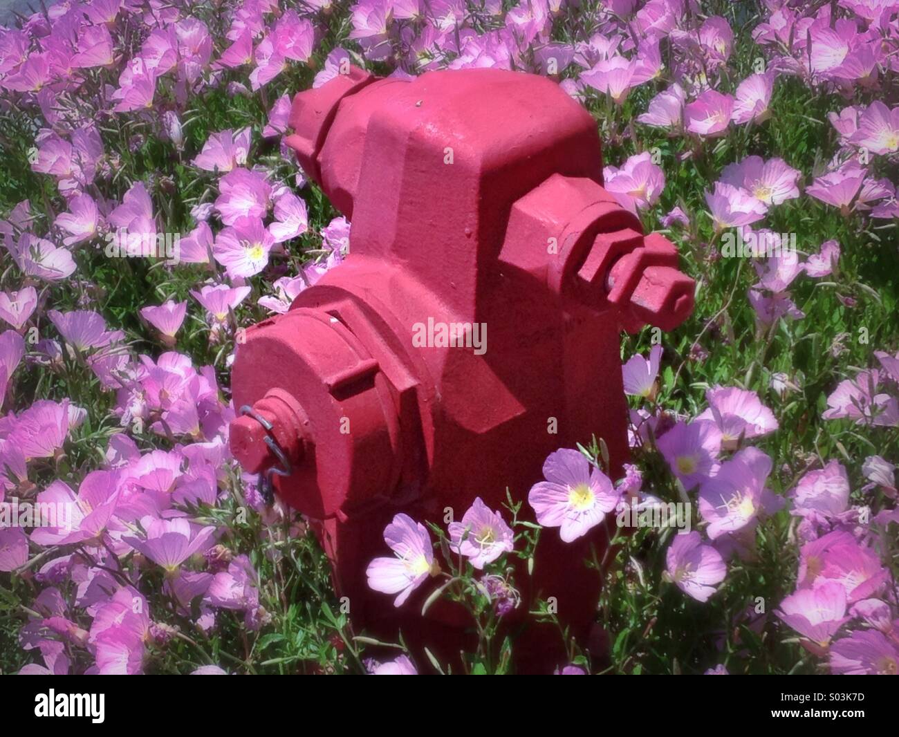 Fire hydrant amid the flowers Stock Photo - Alamy