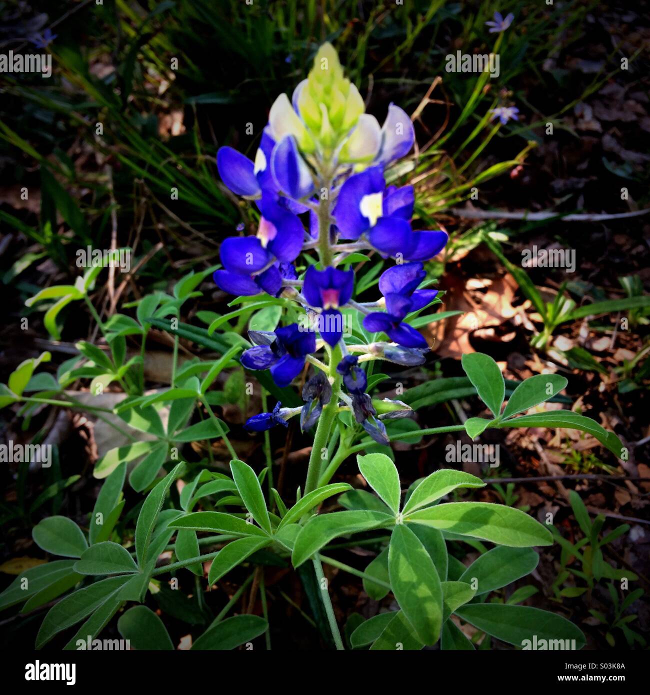 Blue lupin hi-res stock photography and images - Alamy