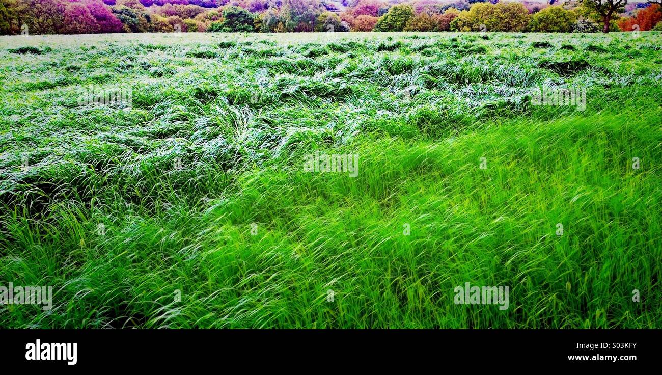 Green grass windy hi-res stock photography and images - Alamy