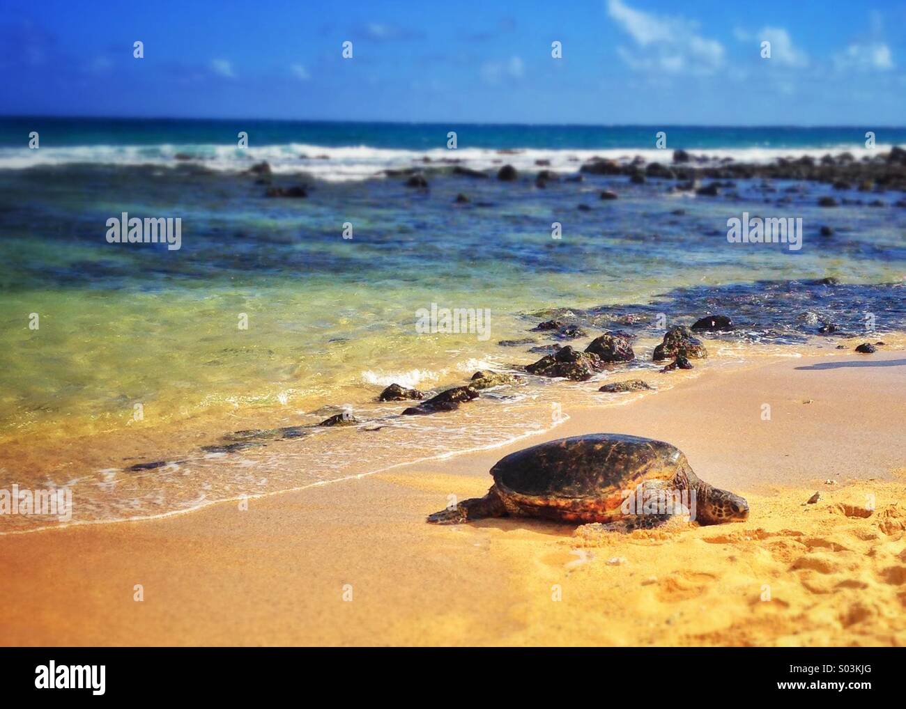 Sacred turtle hi-res stock photography and images - Alamy