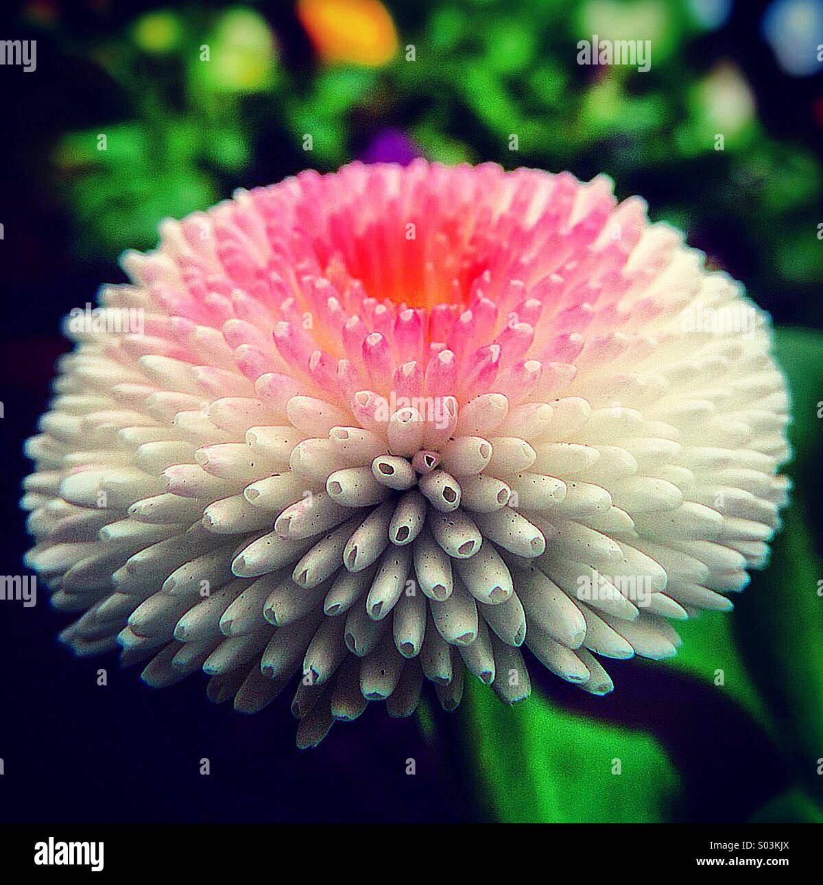 Elegancy hi-res stock photography and images - Alamy