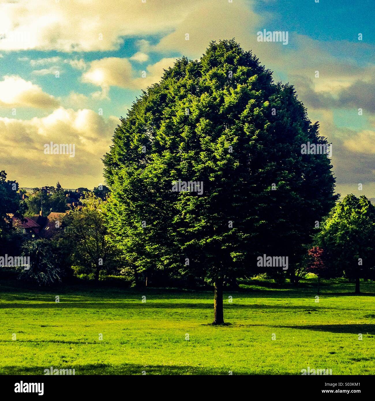 Say tree hi-res stock photography and images - Alamy