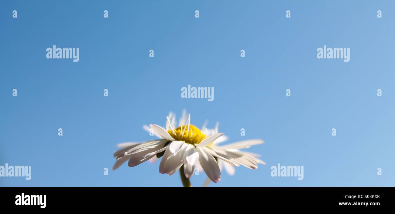 Daisy in spring Stock Photo - Alamy