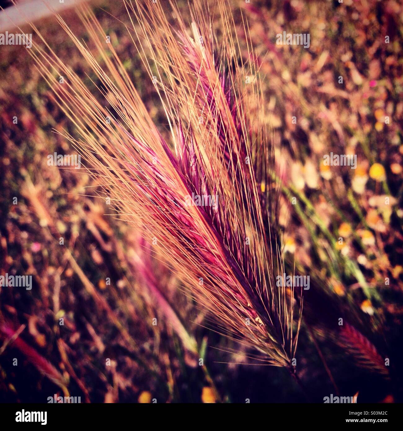 Pink nature beauty Stock Photo - Alamy