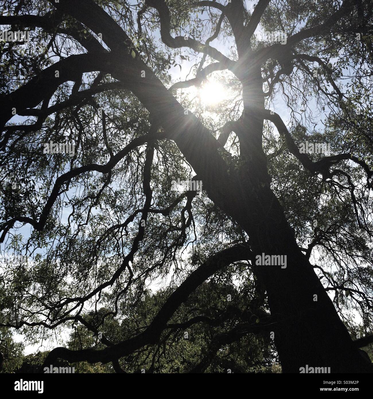 Backlit tree branch hi-res stock photography and images - Alamy