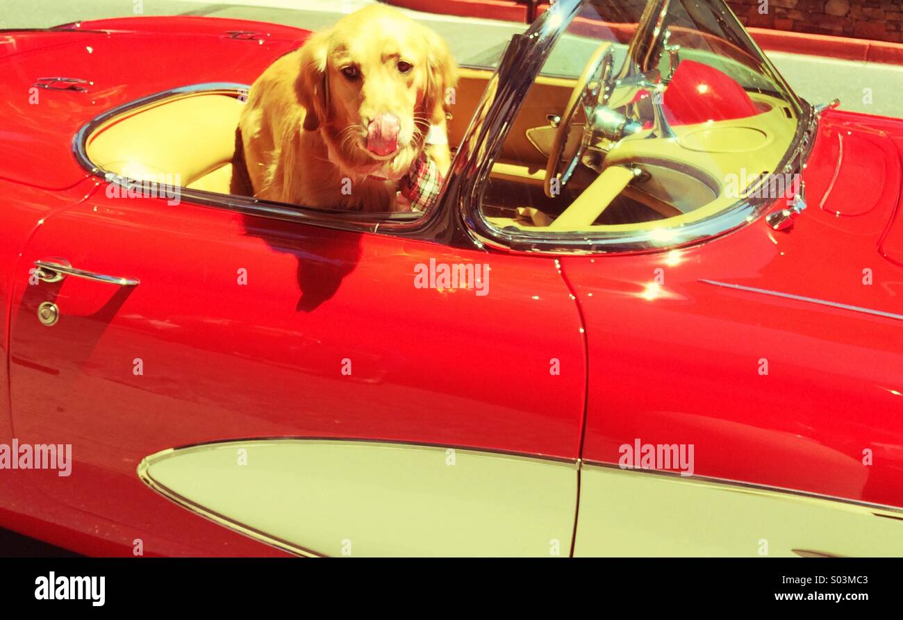 Dog sitting in 1958 red Corvette Stock Photo - Alamy