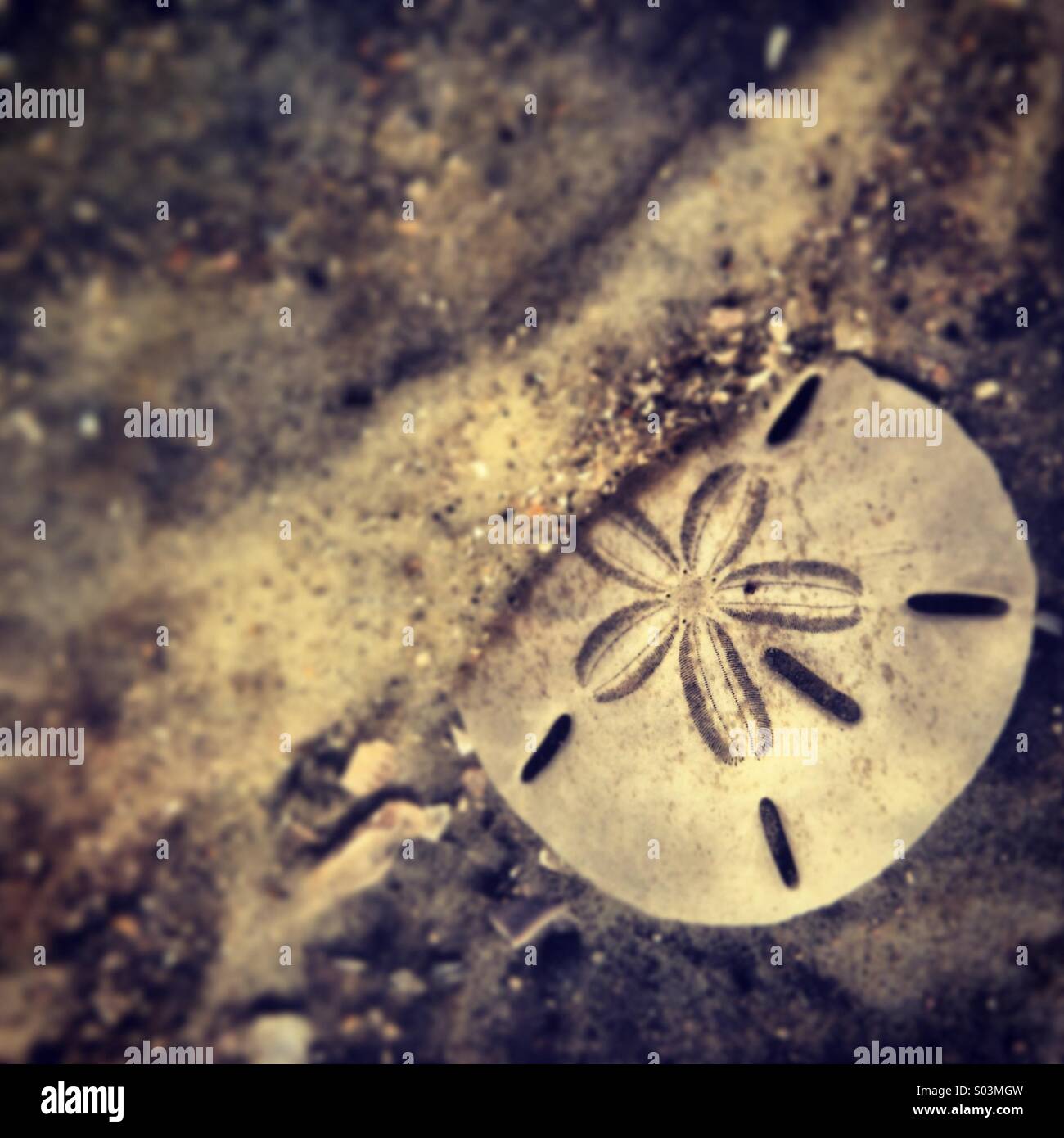 Sand dollar island hi-res stock photography and images - Alamy
