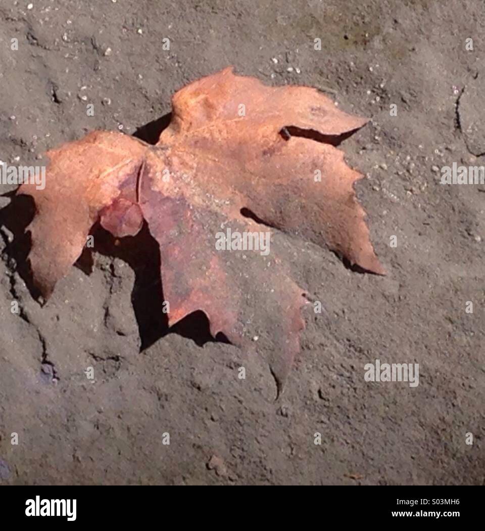 Copper Maple Leaf Stock Photo - Alamy