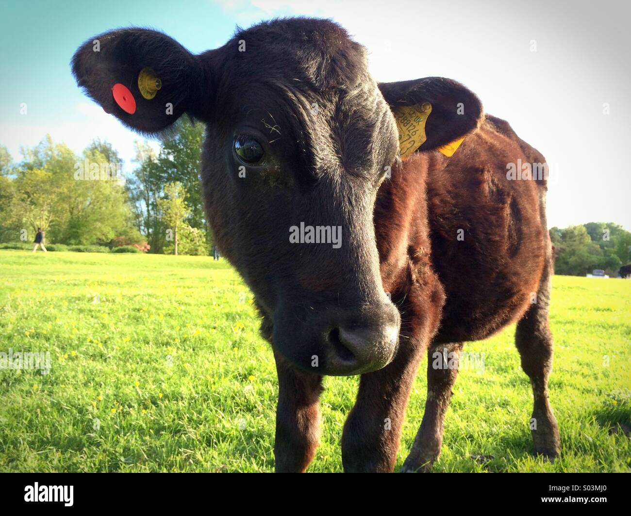 Who's a pretty cow Stock Photo - Alamy