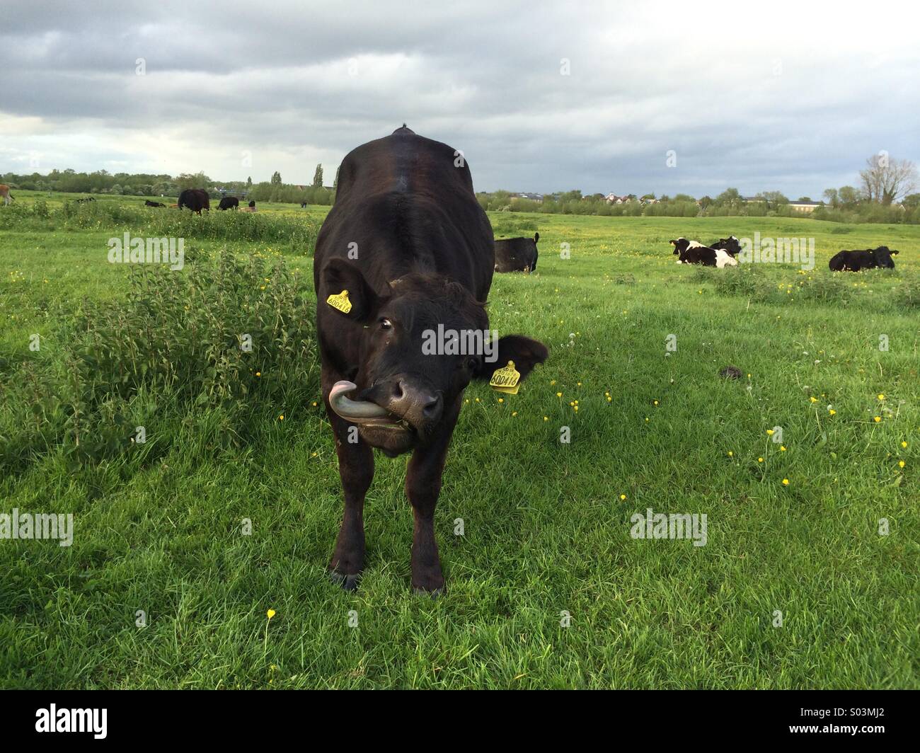 Port meadow buttercups hi-res stock photography and images - Alamy