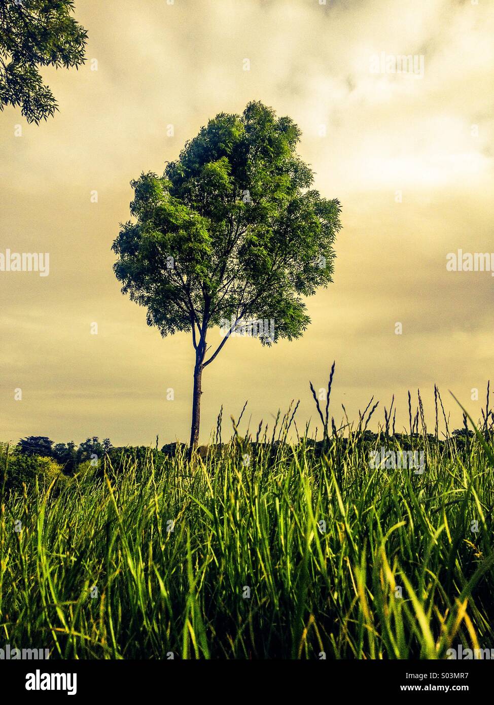 Tree at grass hi-res stock photography and images - Alamy