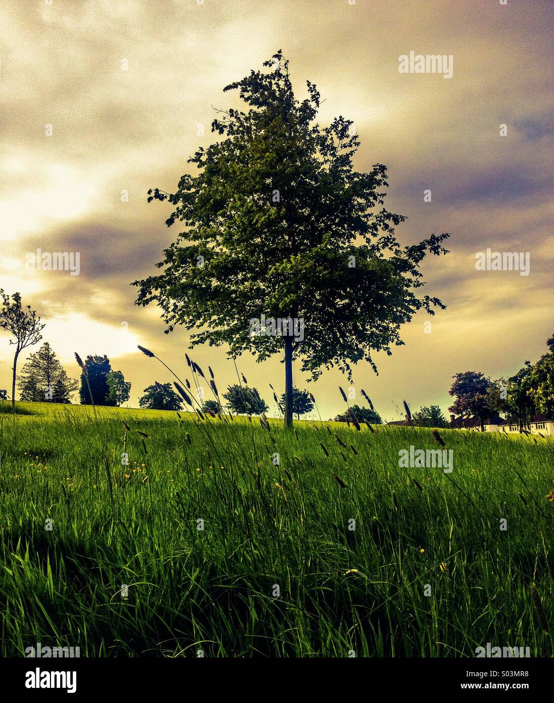 Line trees on horizon hi-res stock photography and images - Alamy