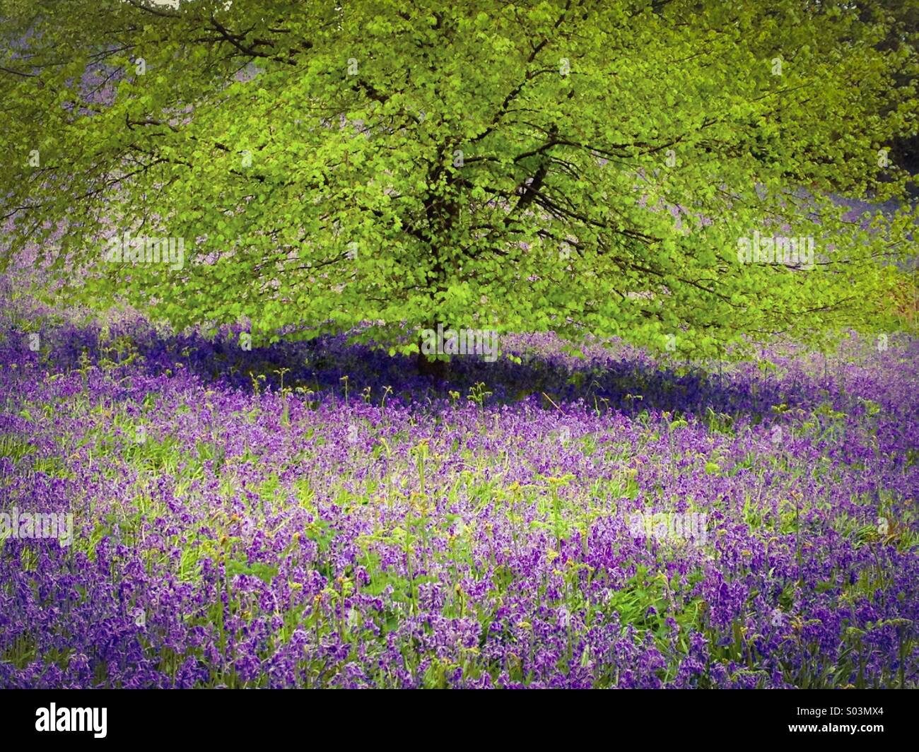 Native beech tree uk hi-res stock photography and images - Alamy